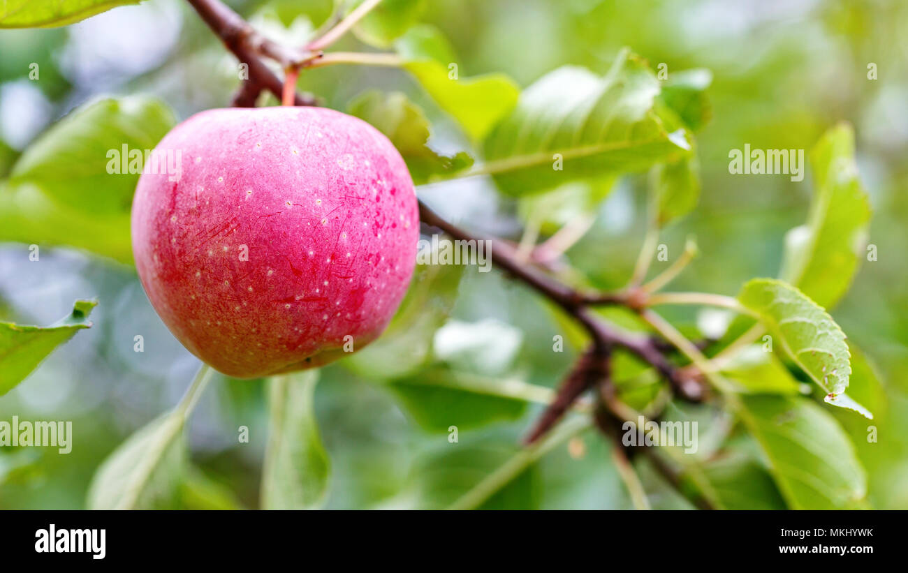 a ripe apple on a tree branch. agriculture for growing fruits ...