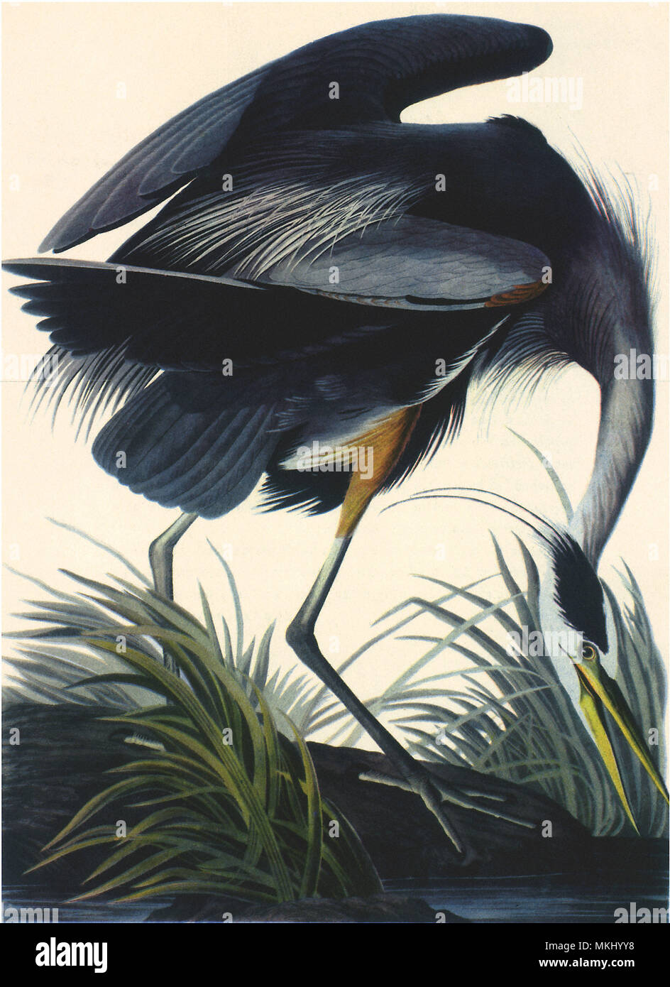 Vintage blue heron hi-res stock photography and images - Alamy