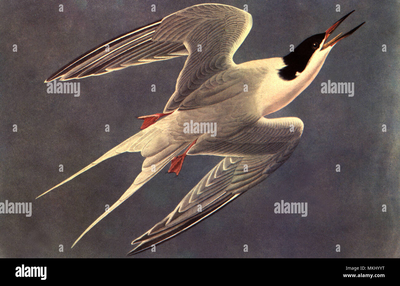 Diving birds black and white hi-res stock photography and images - Alamy