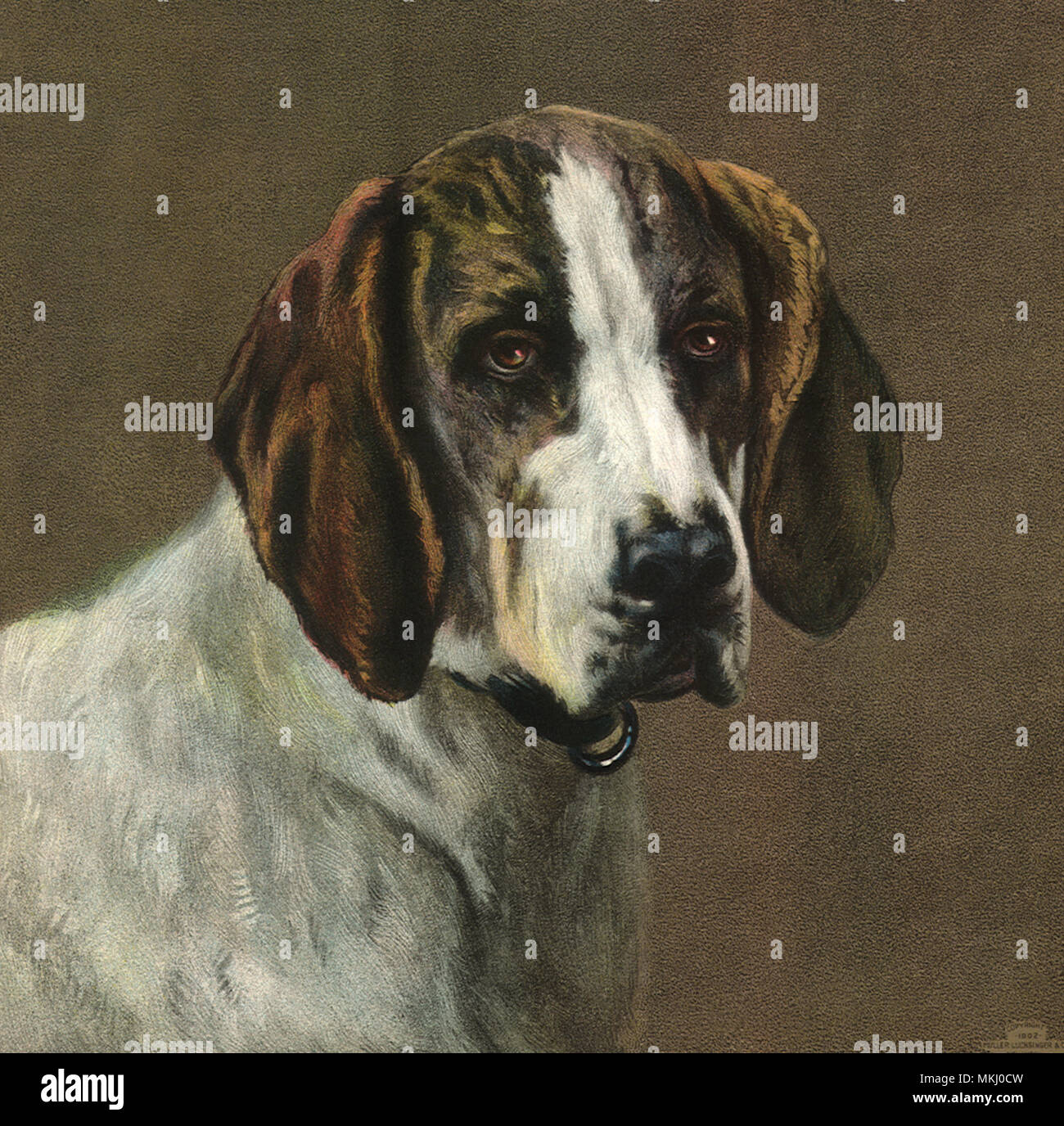 Foxhound dog hi-res stock photography and images - Alamy