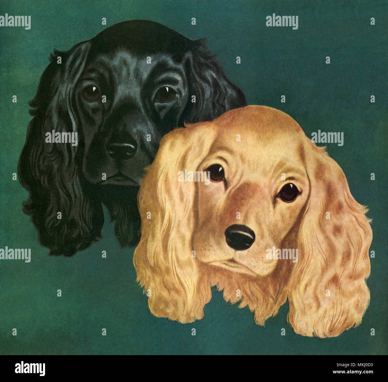 Animals with two faces hi-res stock photography and images - Alamy