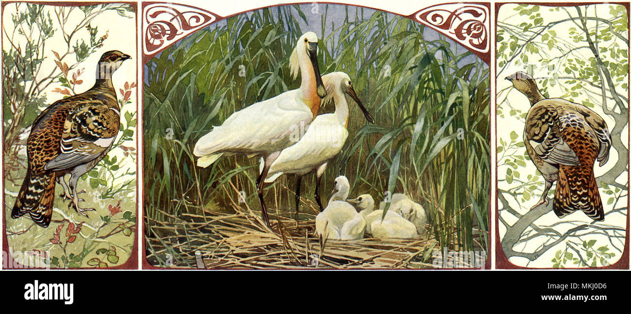 White Birds and Chicks Stock Photo - Alamy