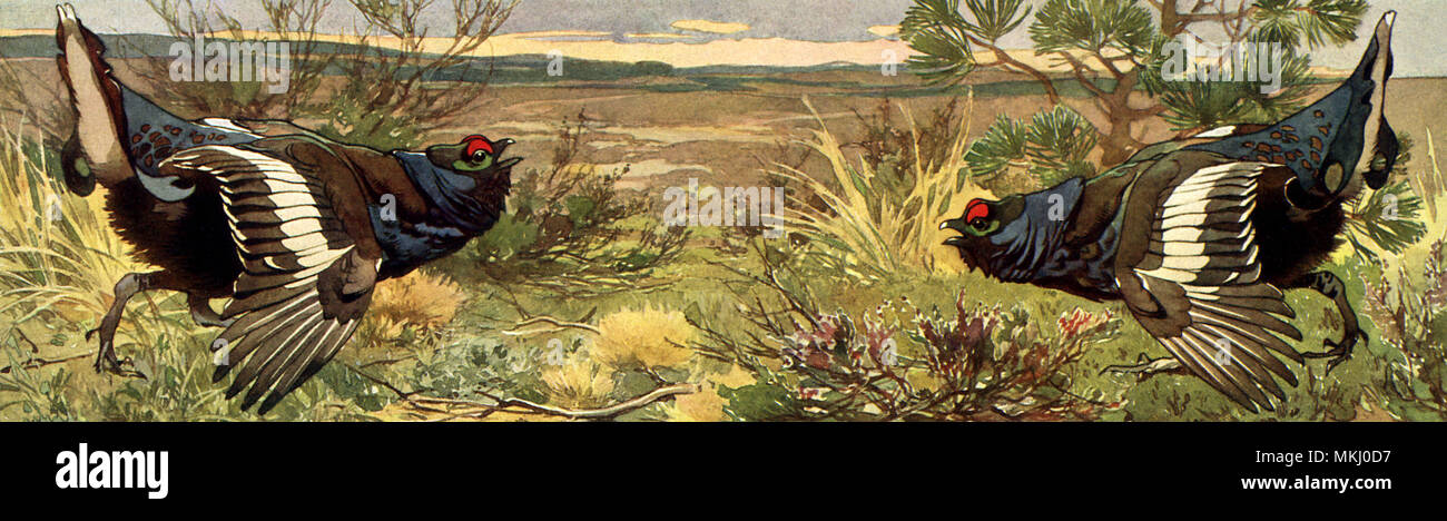 Two Charging Birds Stock Photo - Alamy