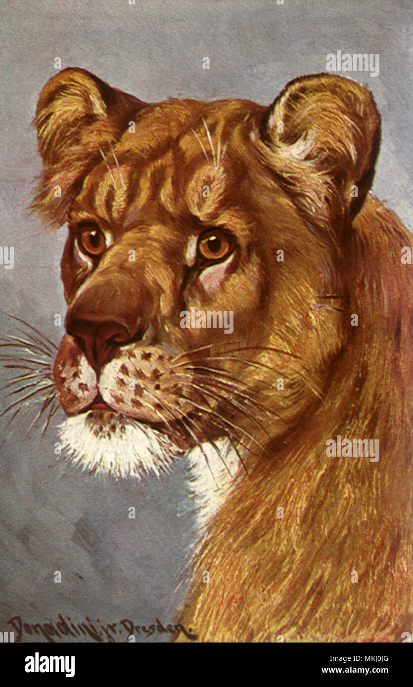 Lioness looks hi-res stock photography and images - Alamy