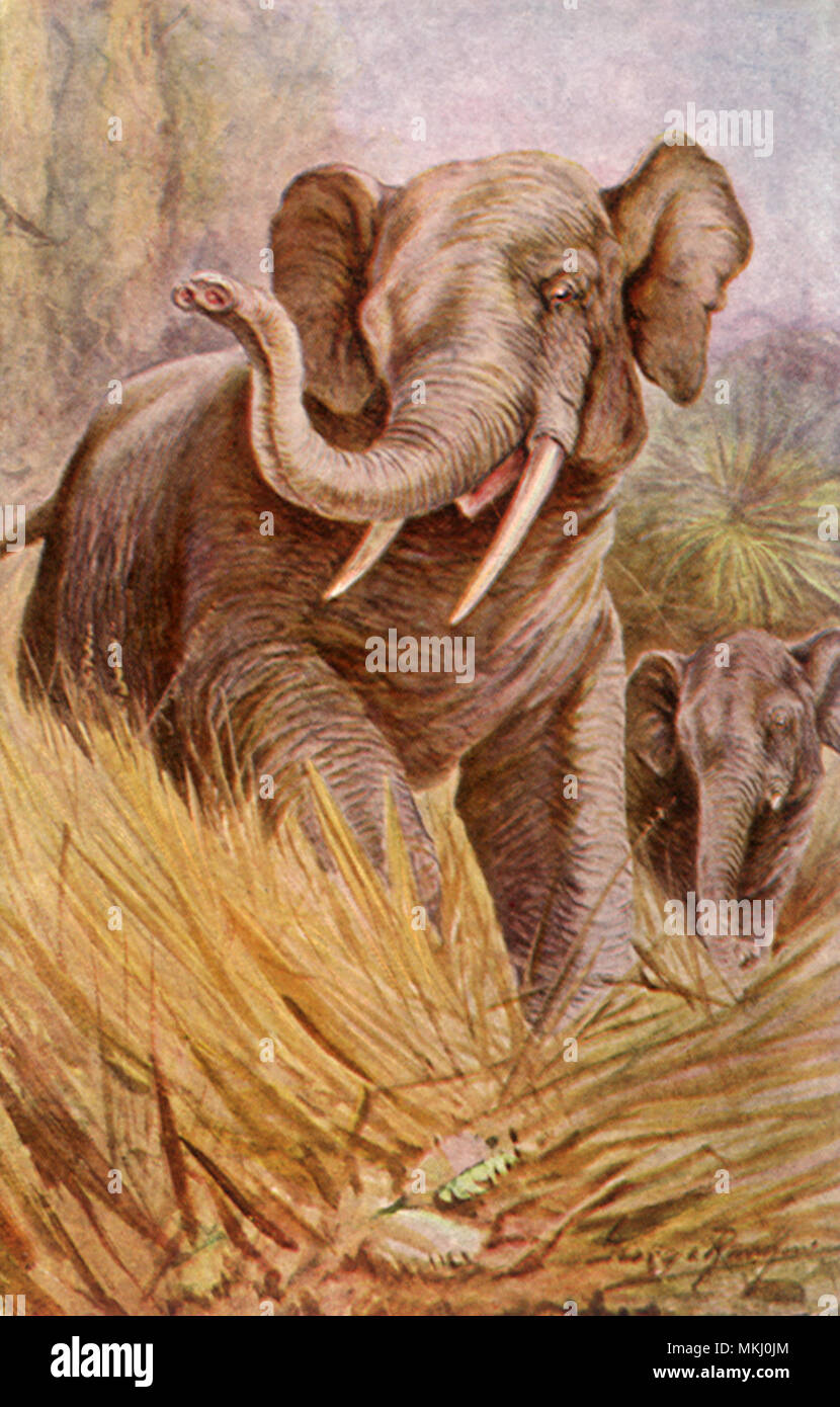 Elephants illustration hi-res stock photography and images - Alamy