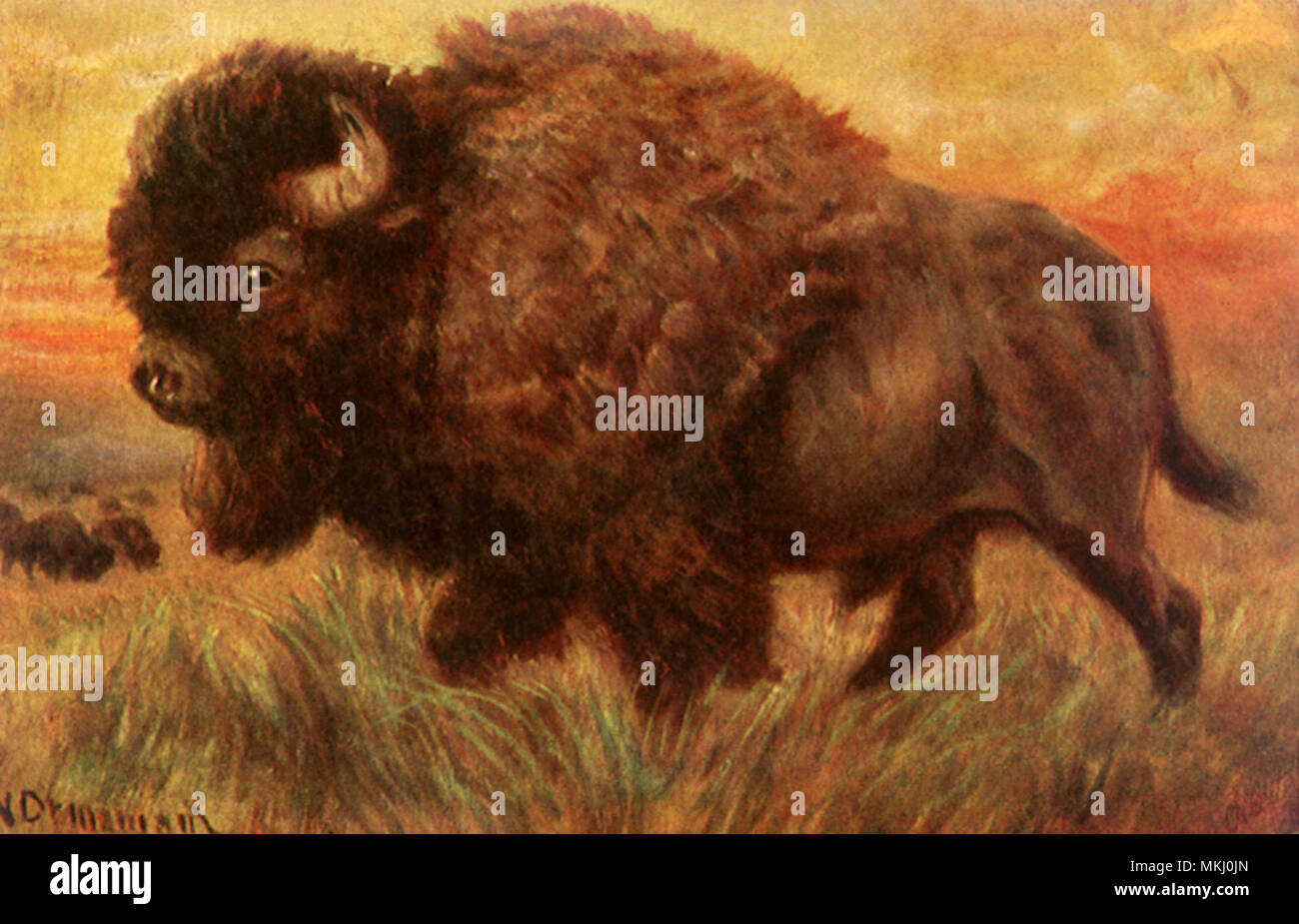 Buffalo vintage hi-res stock photography and images - Alamy