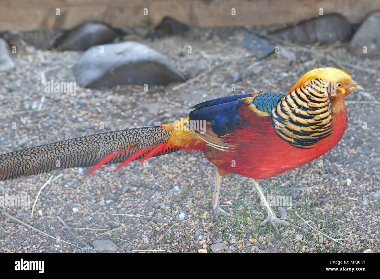 golden pheasant macro head and beak portrait Stock Photo - Alamy