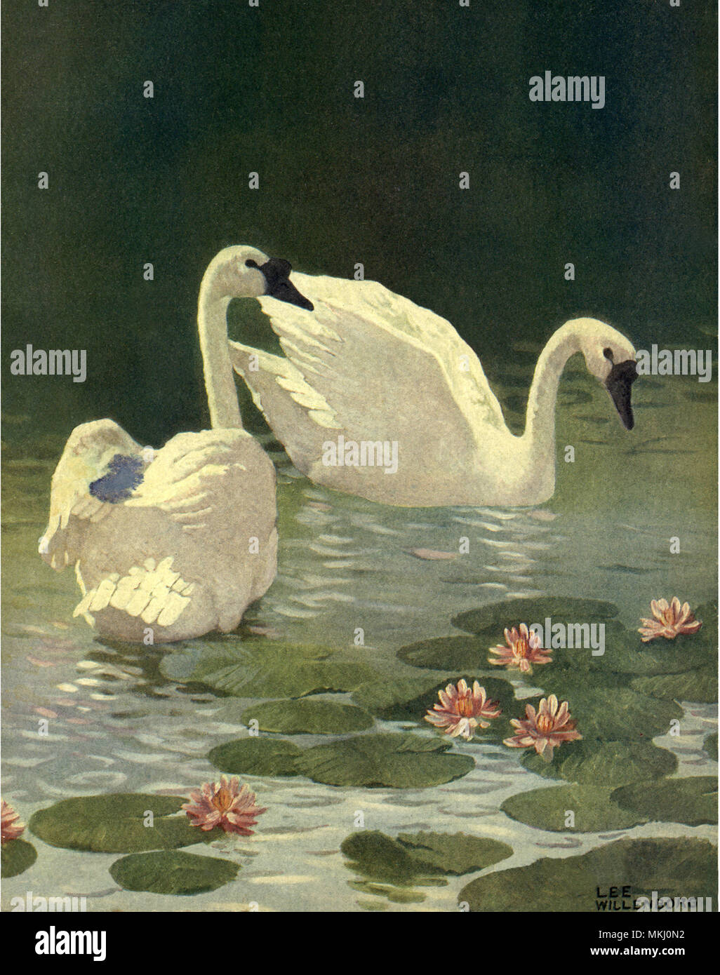 Vintage swans hi-res stock photography and images - Alamy