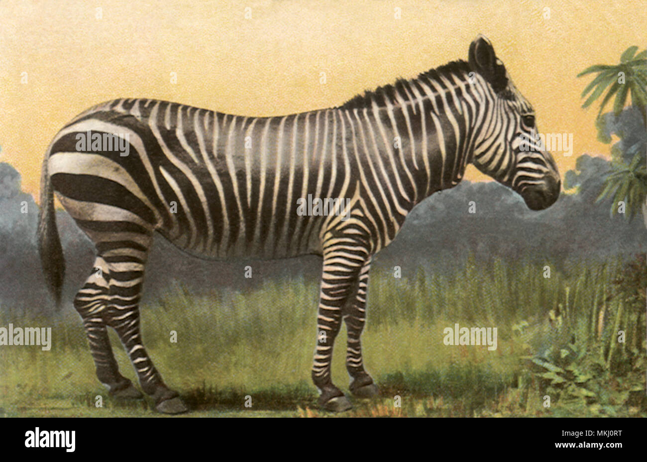 Zebra vintage illustration hi-res stock photography and images - Alamy