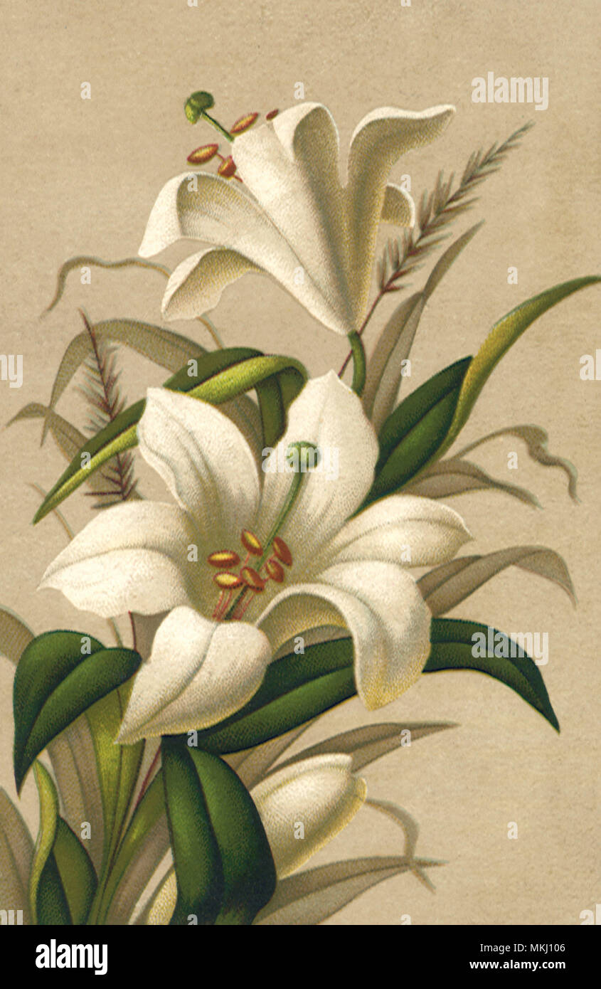 White lilies lily hi-res stock photography and images - Alamy