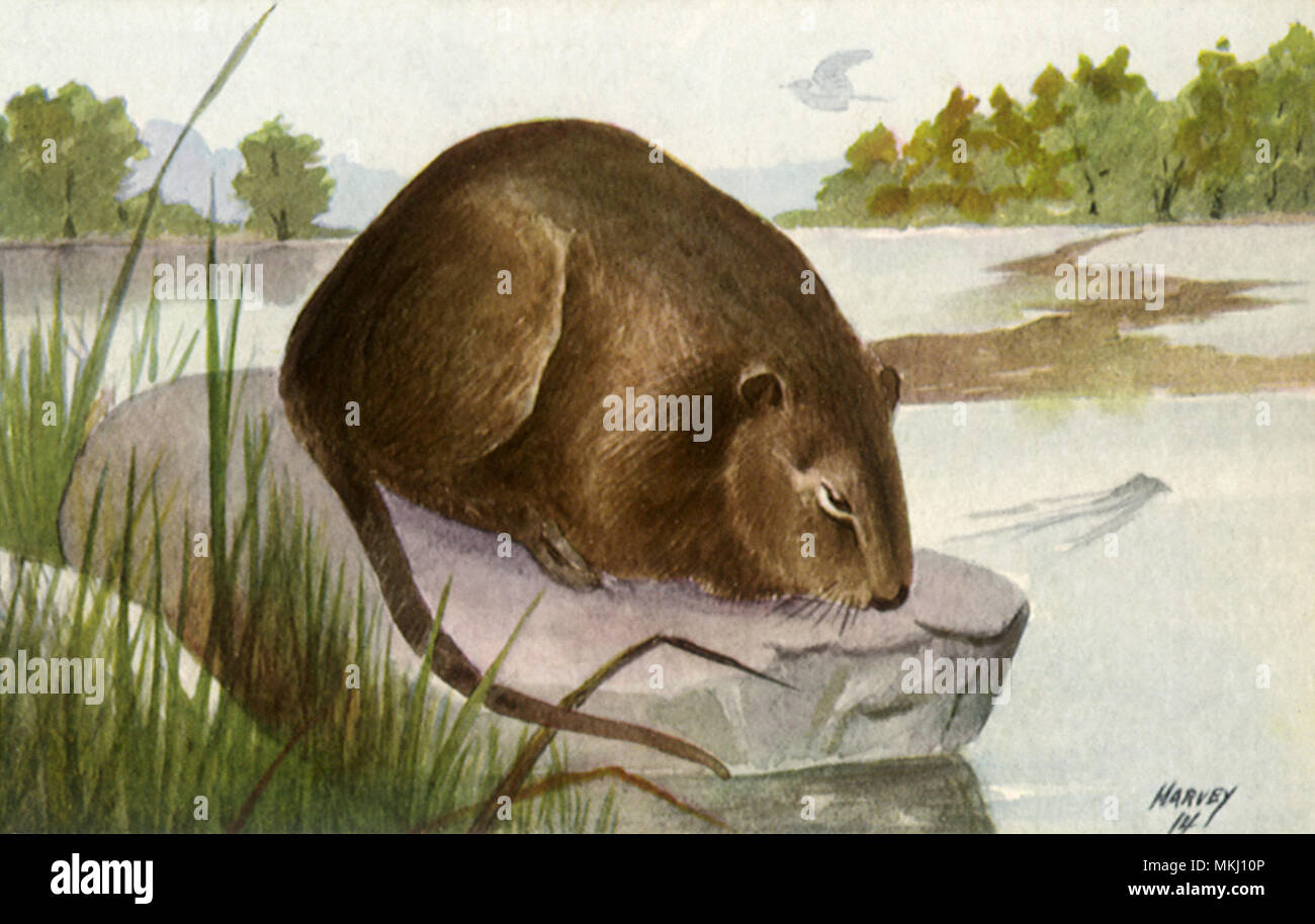 Muskrat illustration hi-res stock photography and images - Alamy