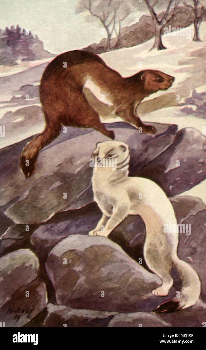 Two Weasels in Snow Stock Photo - Alamy
