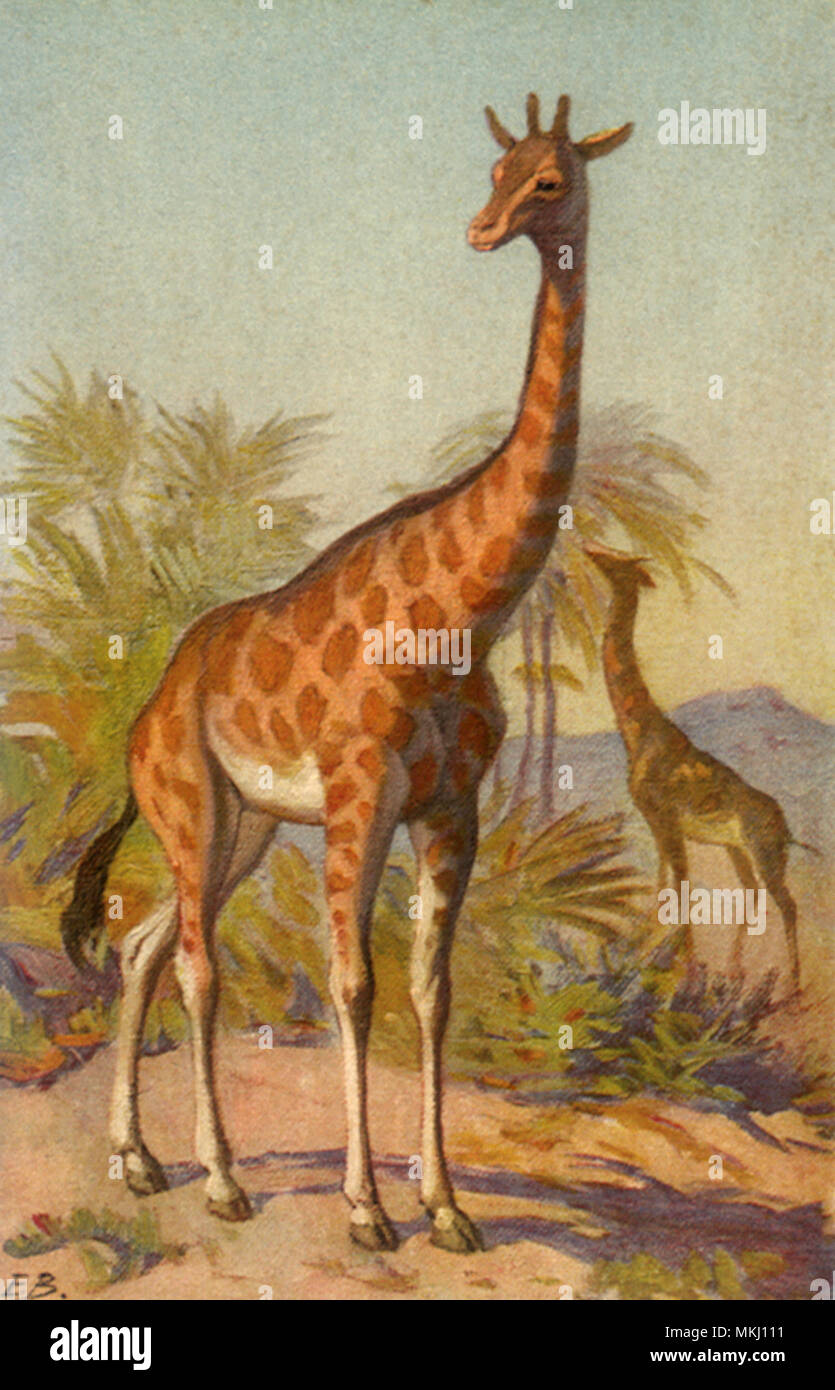 Giraffe vintage hi-res stock photography and images - Alamy