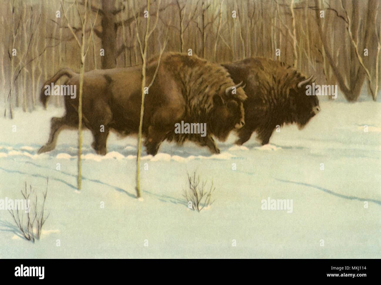Bison illustration hi-res stock photography and images - Alamy