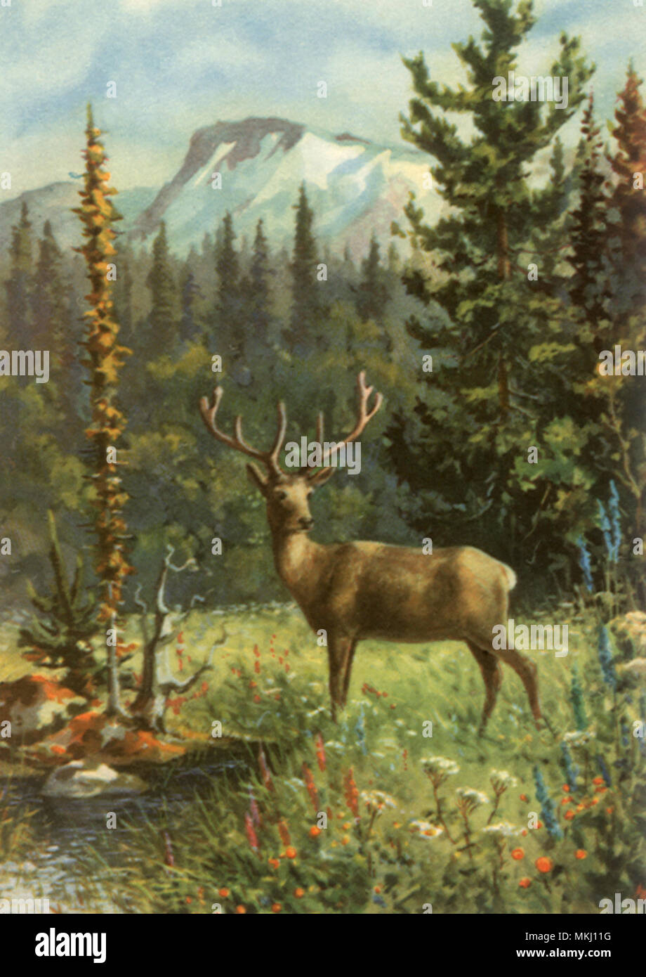Stag stands hi-res stock photography and images - Alamy