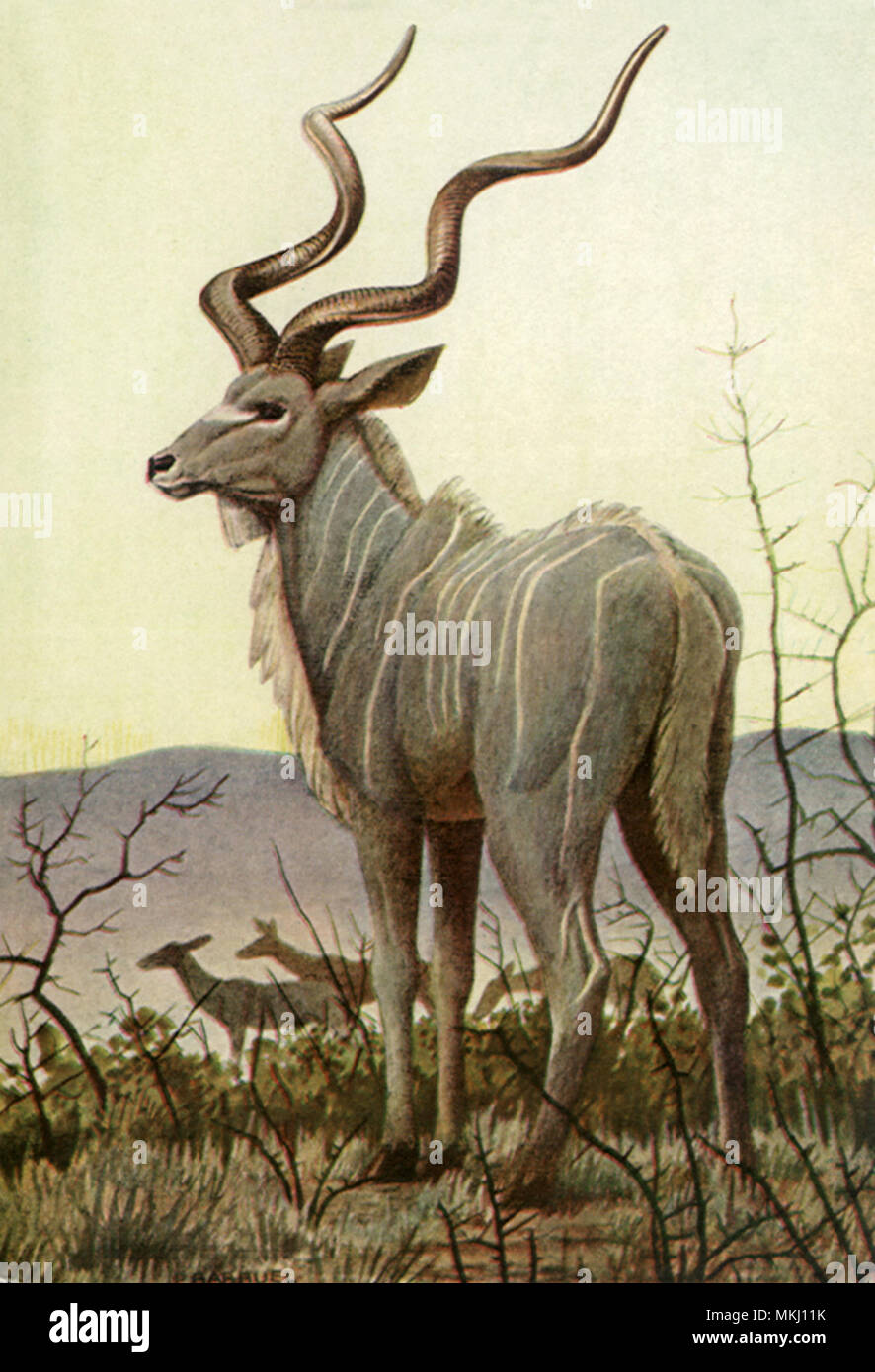 Dead kudu hi-res stock photography and images - Alamy