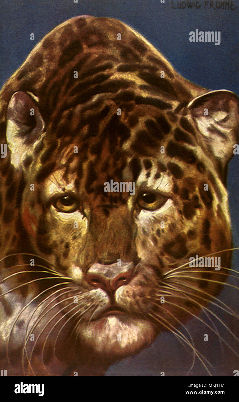 Wild cats head hi-res stock photography and images - Alamy