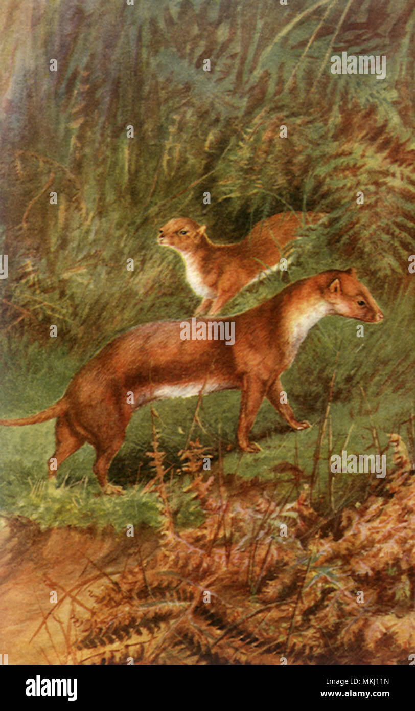 Two weasels hi-res stock photography and images - Alamy