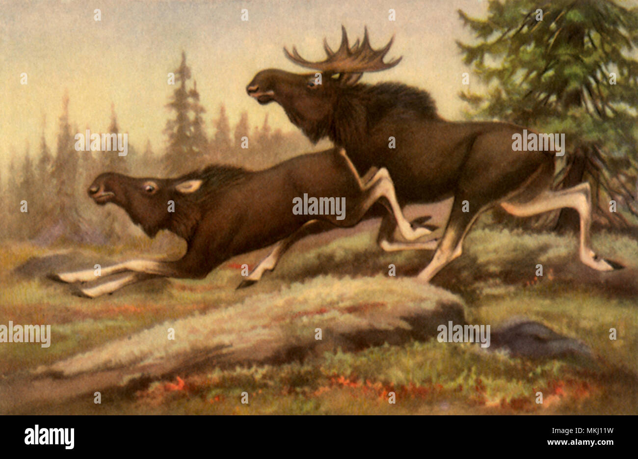 Bull moose cow moose couple hi-res stock photography and images - Alamy