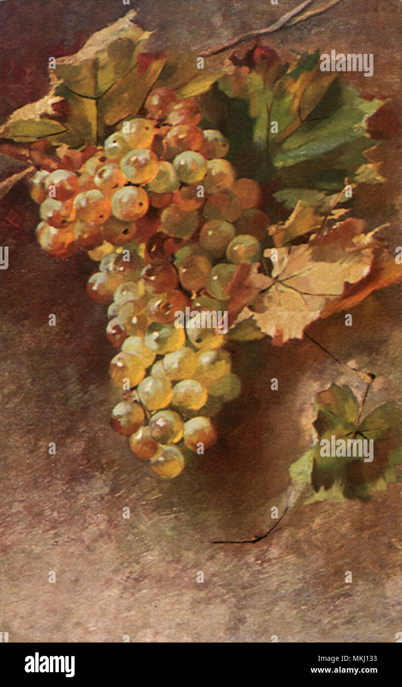 Science of grapes hi-res stock photography and images - Alamy
