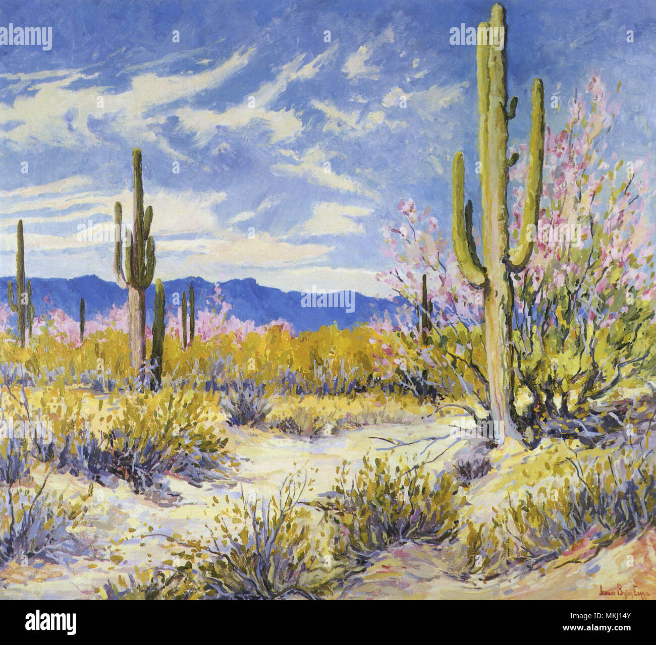 Spring in the Desert Stock Photo - Alamy