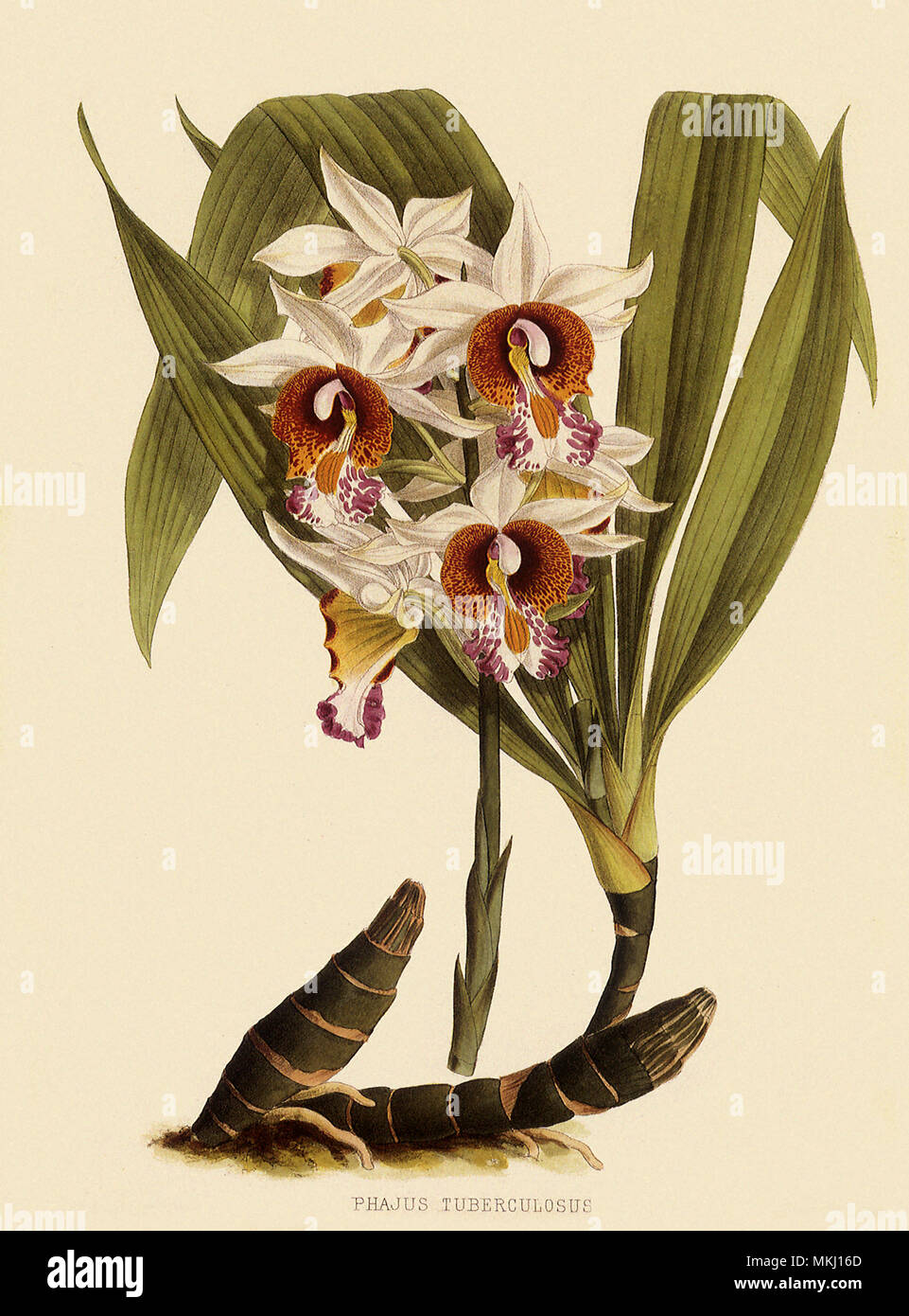 Phaius orchid hi-res stock photography and images - Alamy