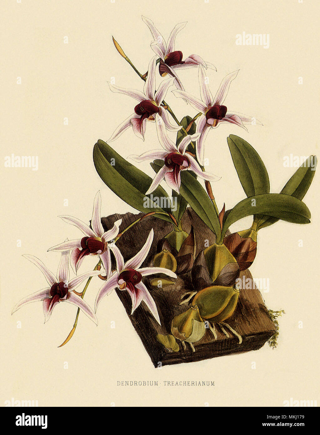 Dendrobium treacherianum hi-res stock photography and images - Alamy