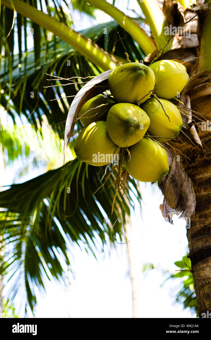 The fruits of coconut grow on a palm tree. Thailand Stock Photo - Alamy