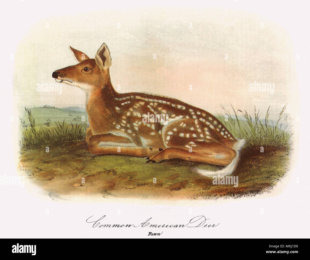 Deer markings hi-res stock photography and images - Alamy