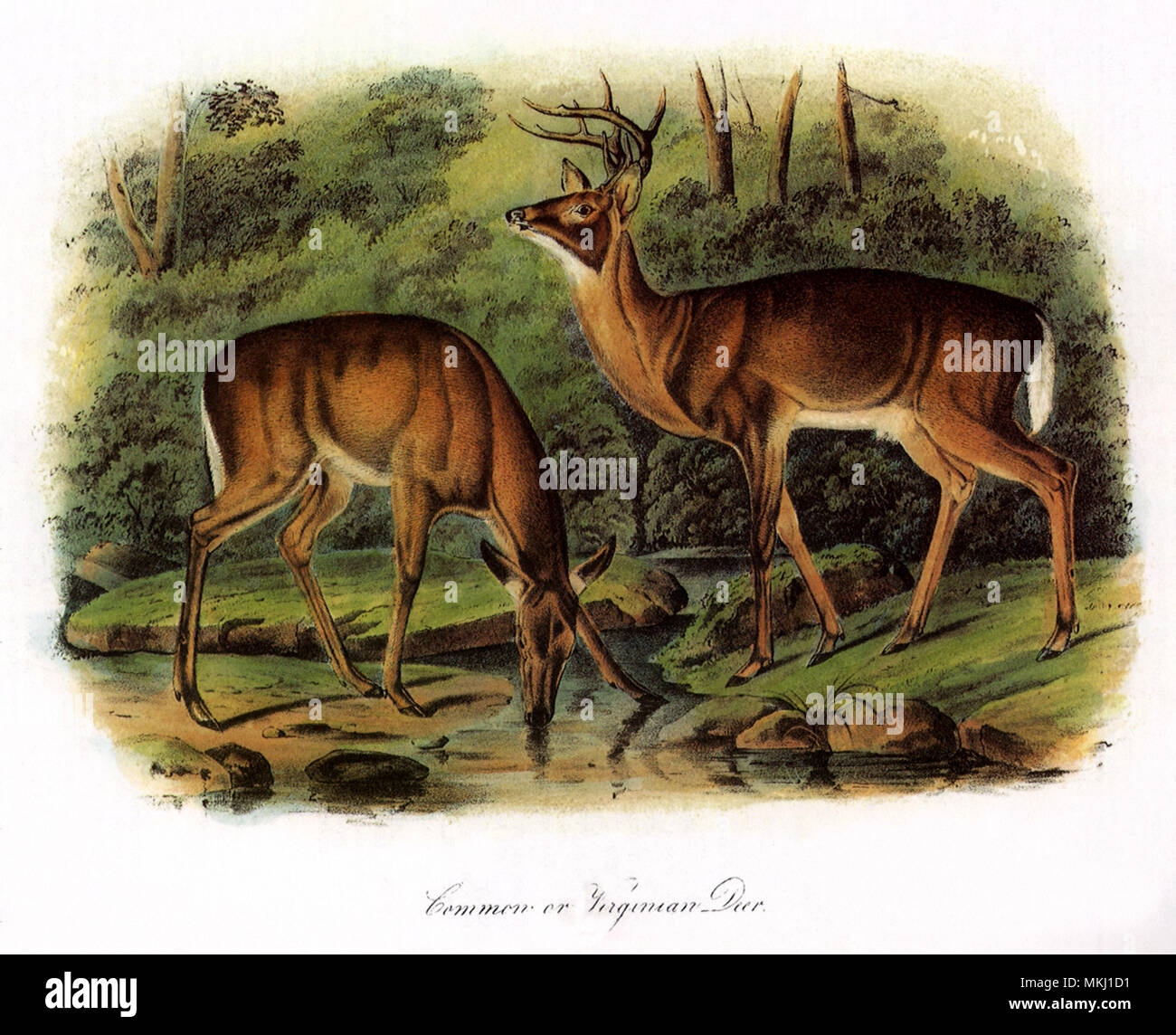 Common Virginian Deer Stock Photo - Alamy