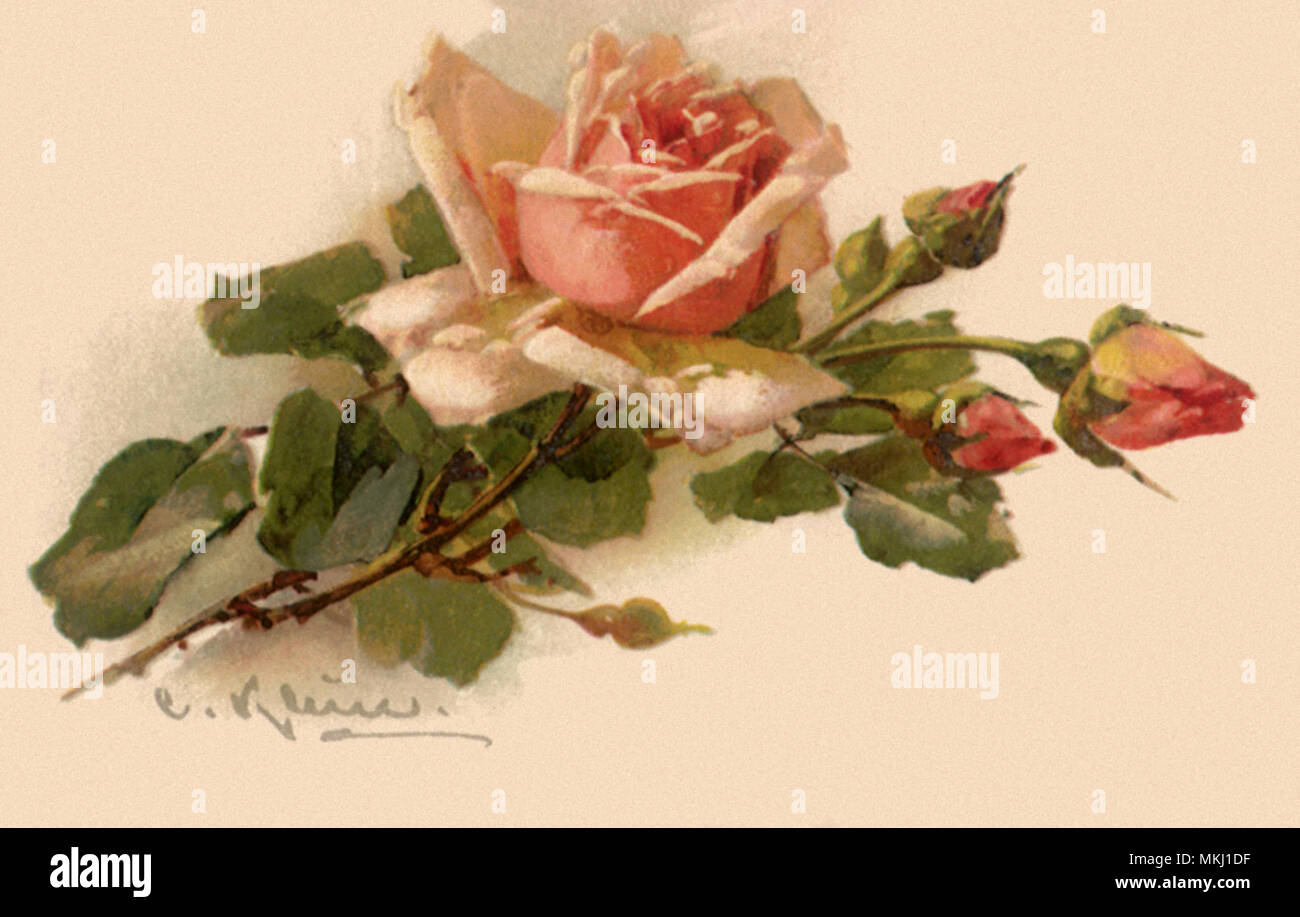 Single rose with three buds hi-res stock photography and images - Alamy