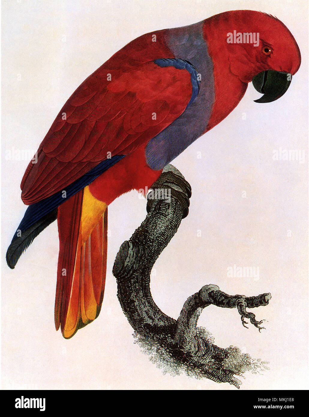 Eclectus parrot illustration hi-res stock photography and images - Alamy