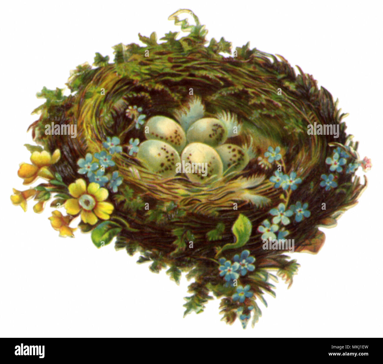 The feathered nest Cut Out Stock Images & Pictures - Alamy