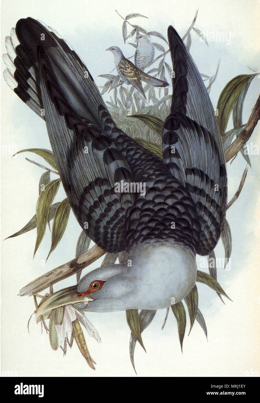 Cuckoo bird illustration hi-res stock photography and images - Alamy