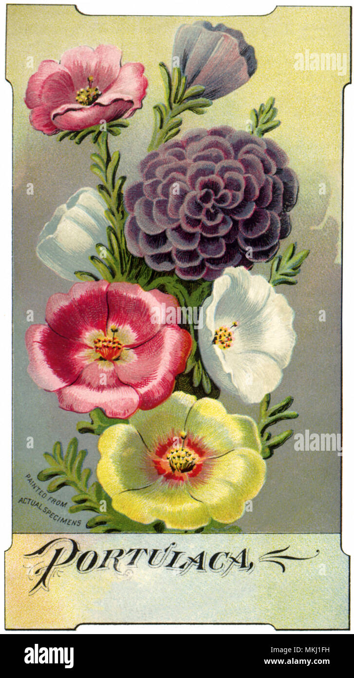 Classic blossoms hi-res stock photography and images - Alamy