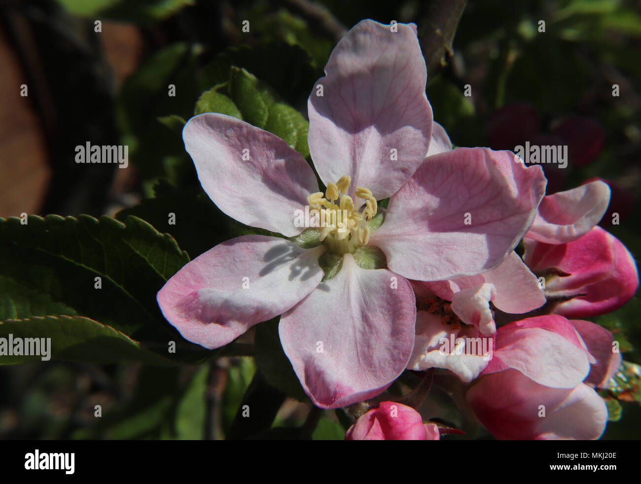 Appleblossom hi-res stock photography and images - Alamy