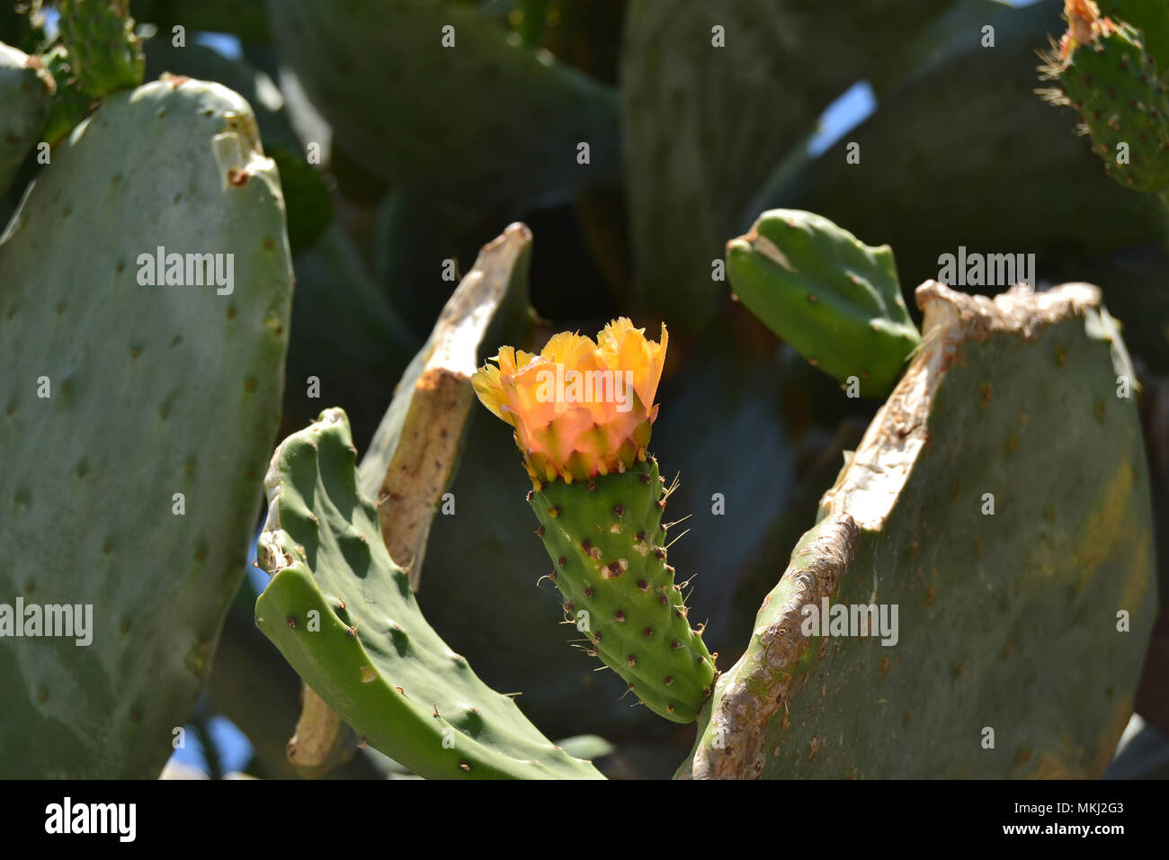 Cactus flower, beauty among the spikes Stock Photo - Alamy