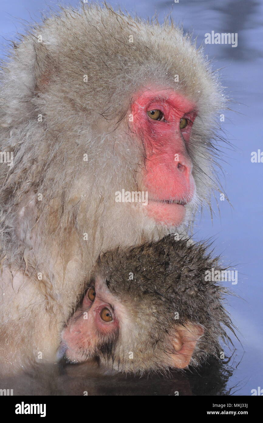 Macaque japonais hi-res stock photography and images - Alamy