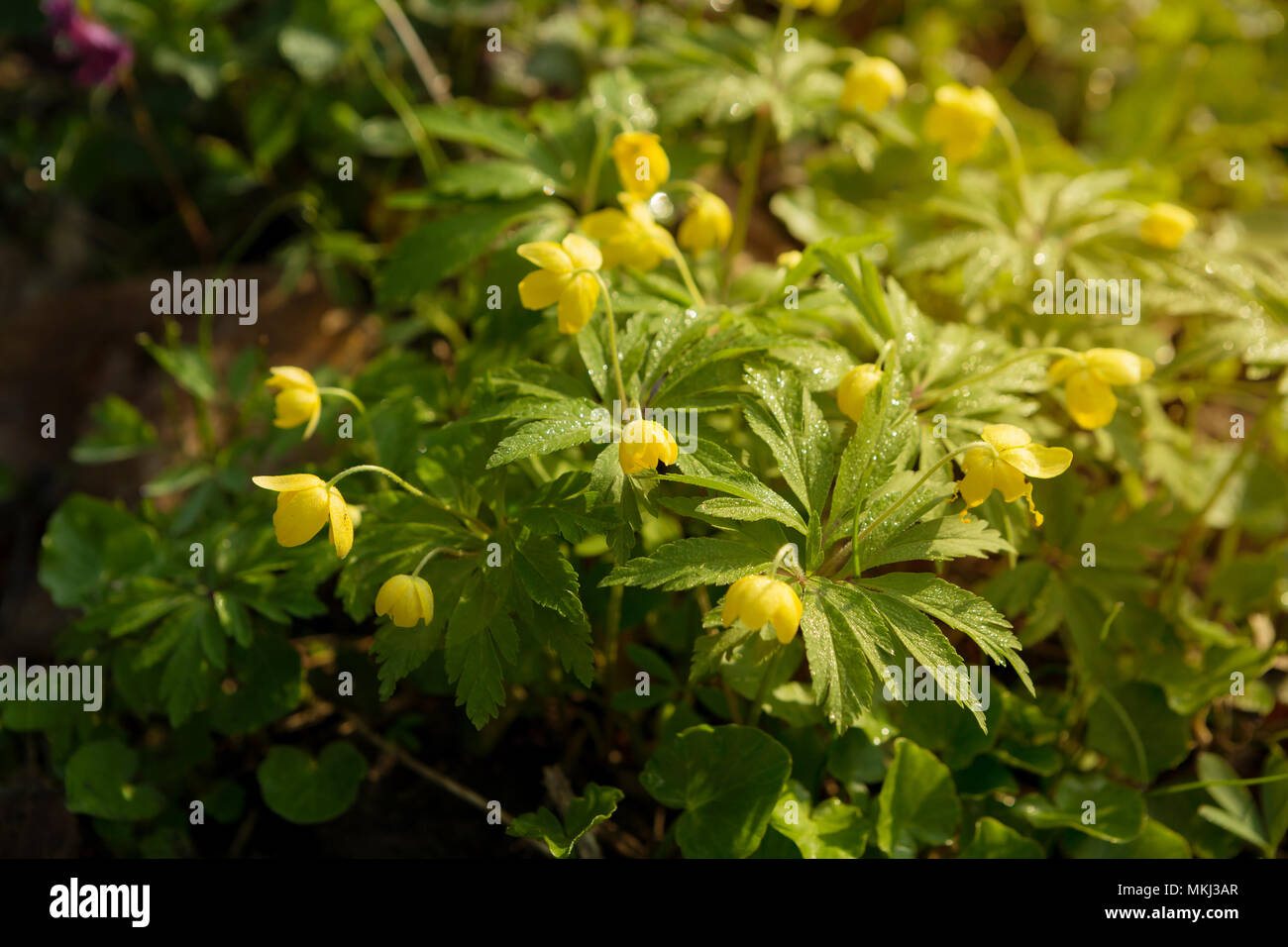 Spring flowers in sunny light, nature Stock Photo - Alamy