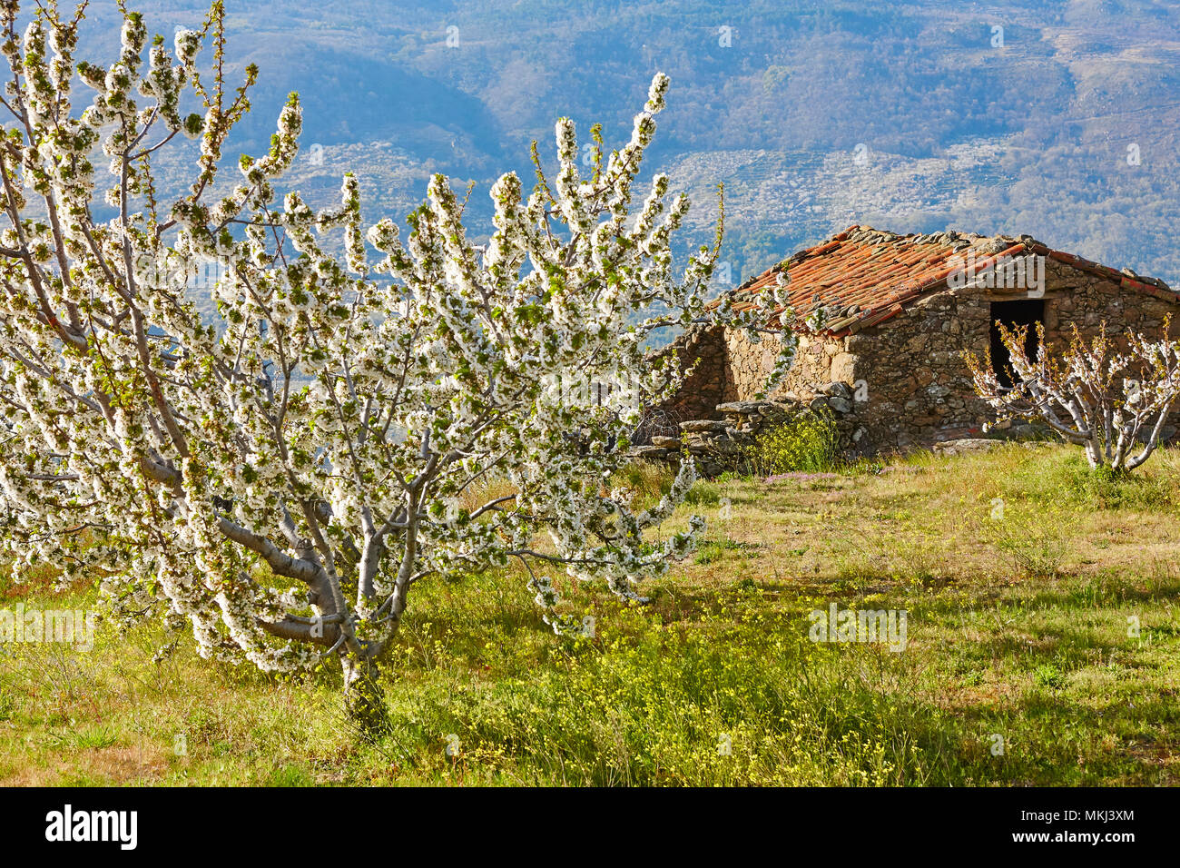 Cherry blossom in Jerte Valley, Caceres. Spring in Spain. Season Stock ...