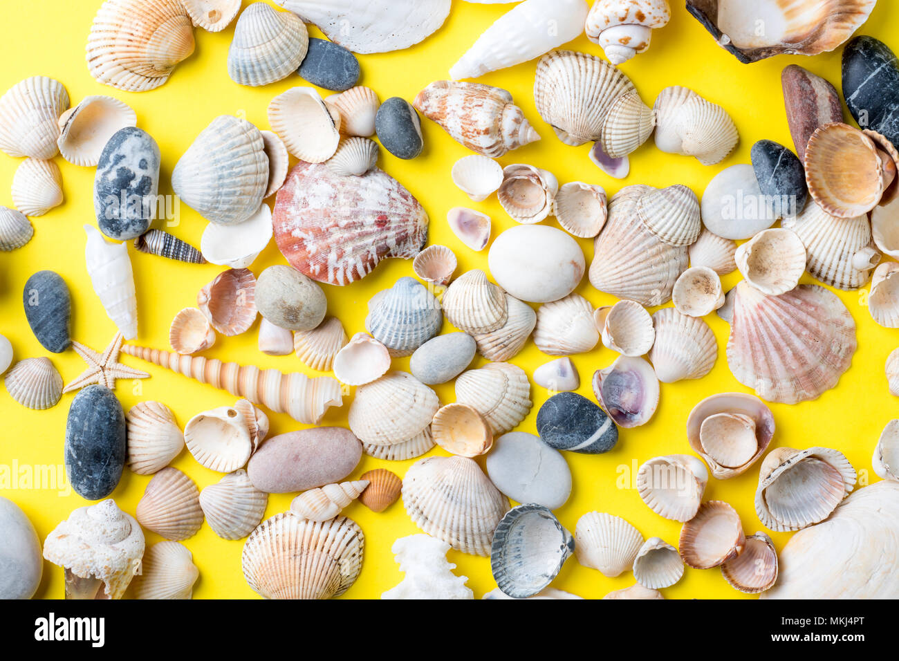 The concept of summer vacation. Sea shells on yellow background Stock ...
