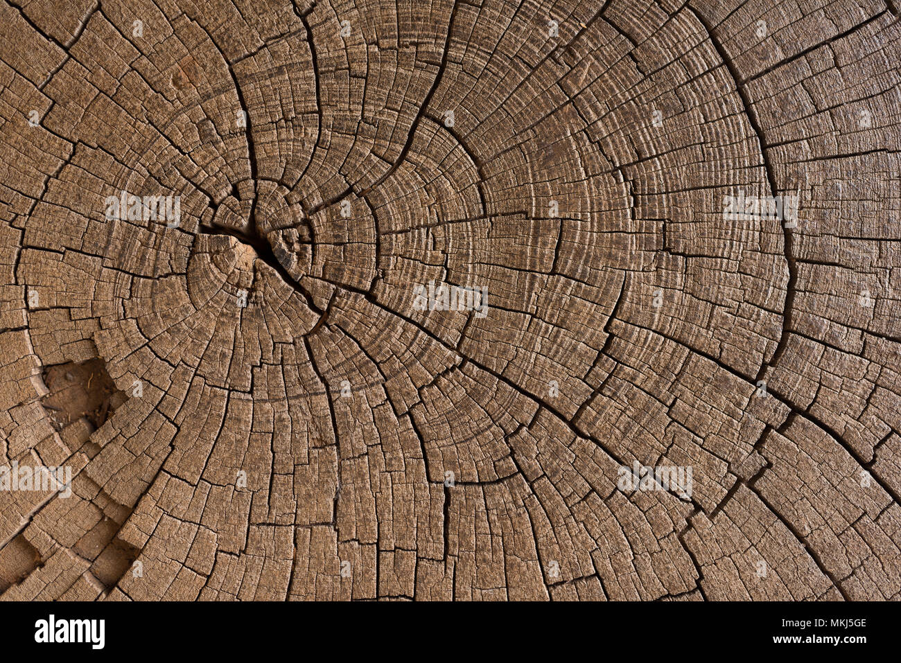 Visible timber structure hi-res stock photography and images - Alamy