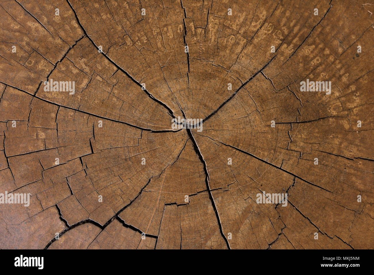 Wood structure background with visible crack in growth ring Stock Photo ...