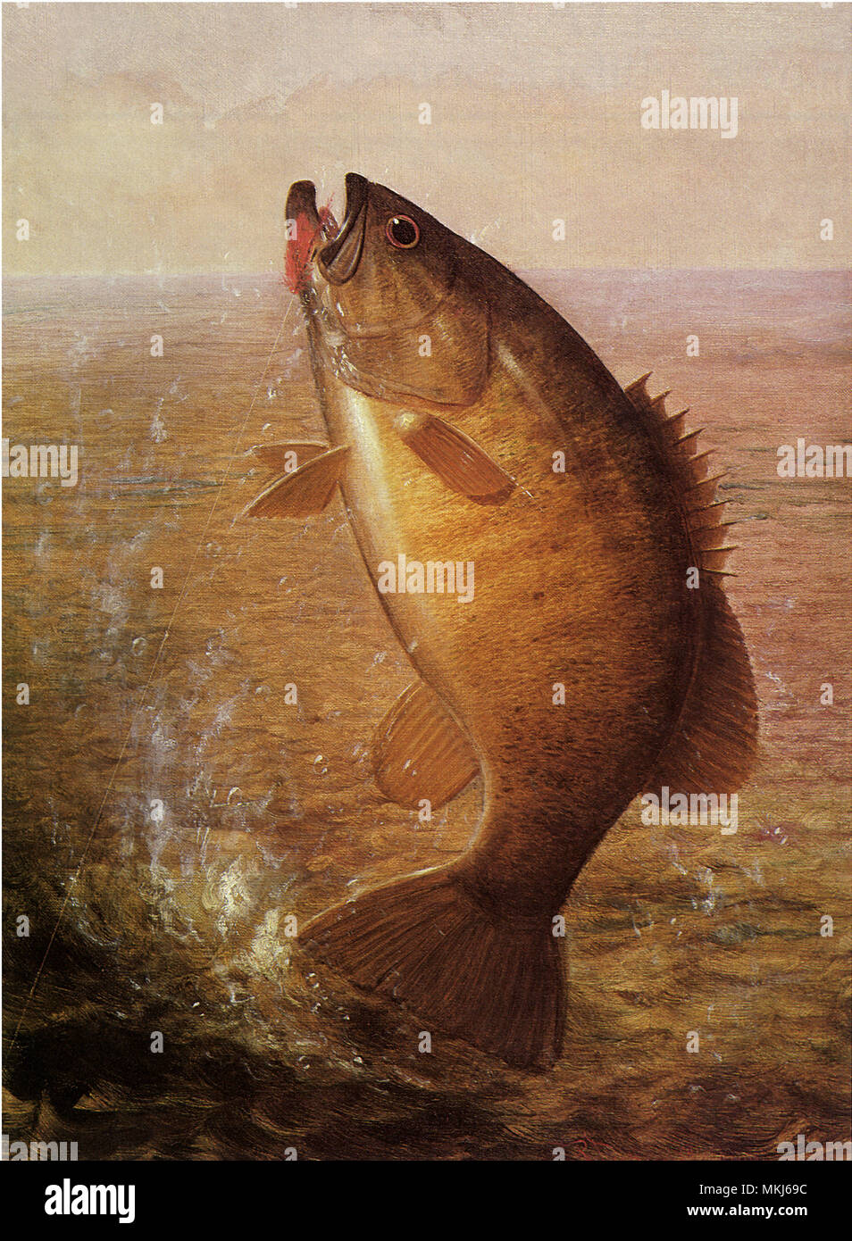 Bass jumping out of water hi-res stock photography and images - Alamy