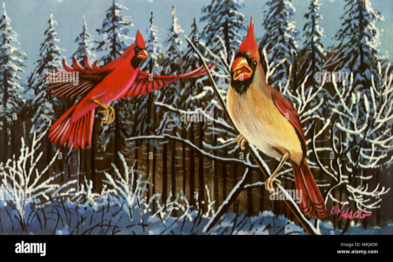 Cardinals in Flight Stock Photo - Alamy