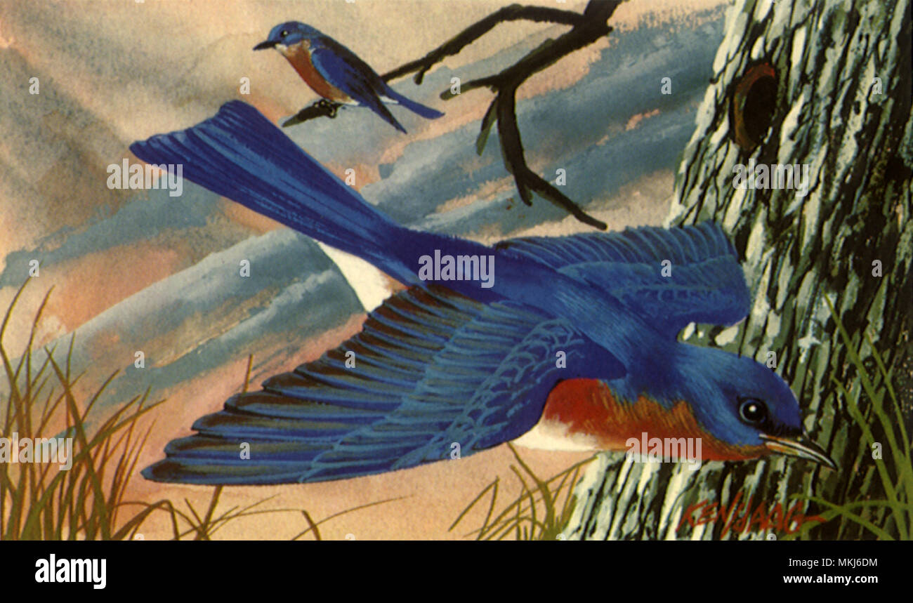 Bluebird illustration hi-res stock photography and images - Alamy