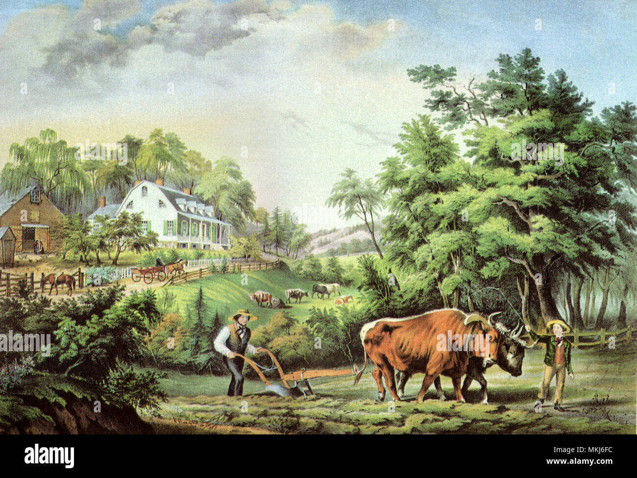 Oxen Plowing Fields Stock Photo - Alamy