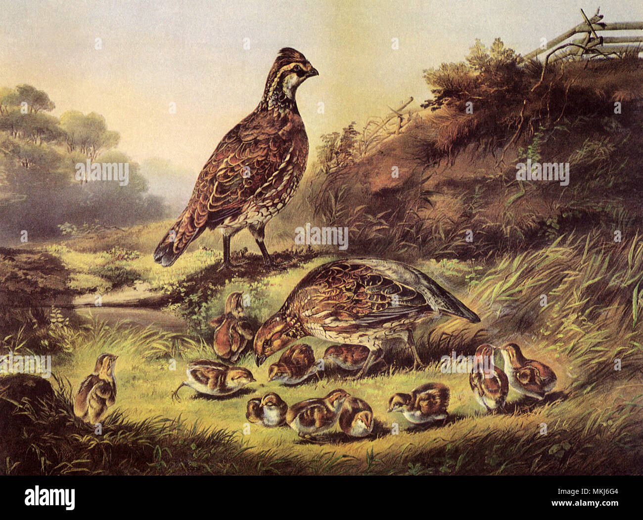 Birds and Chicks Stock Photo - Alamy
