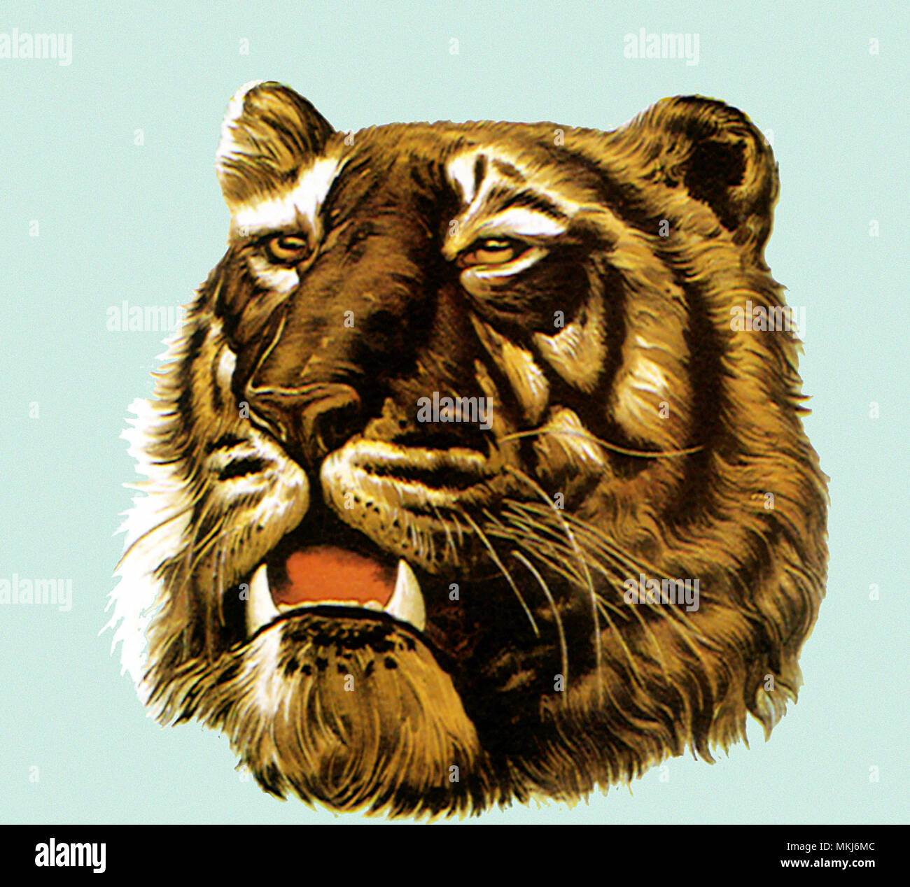 Vintage tiger head hi-res stock photography and images - Alamy