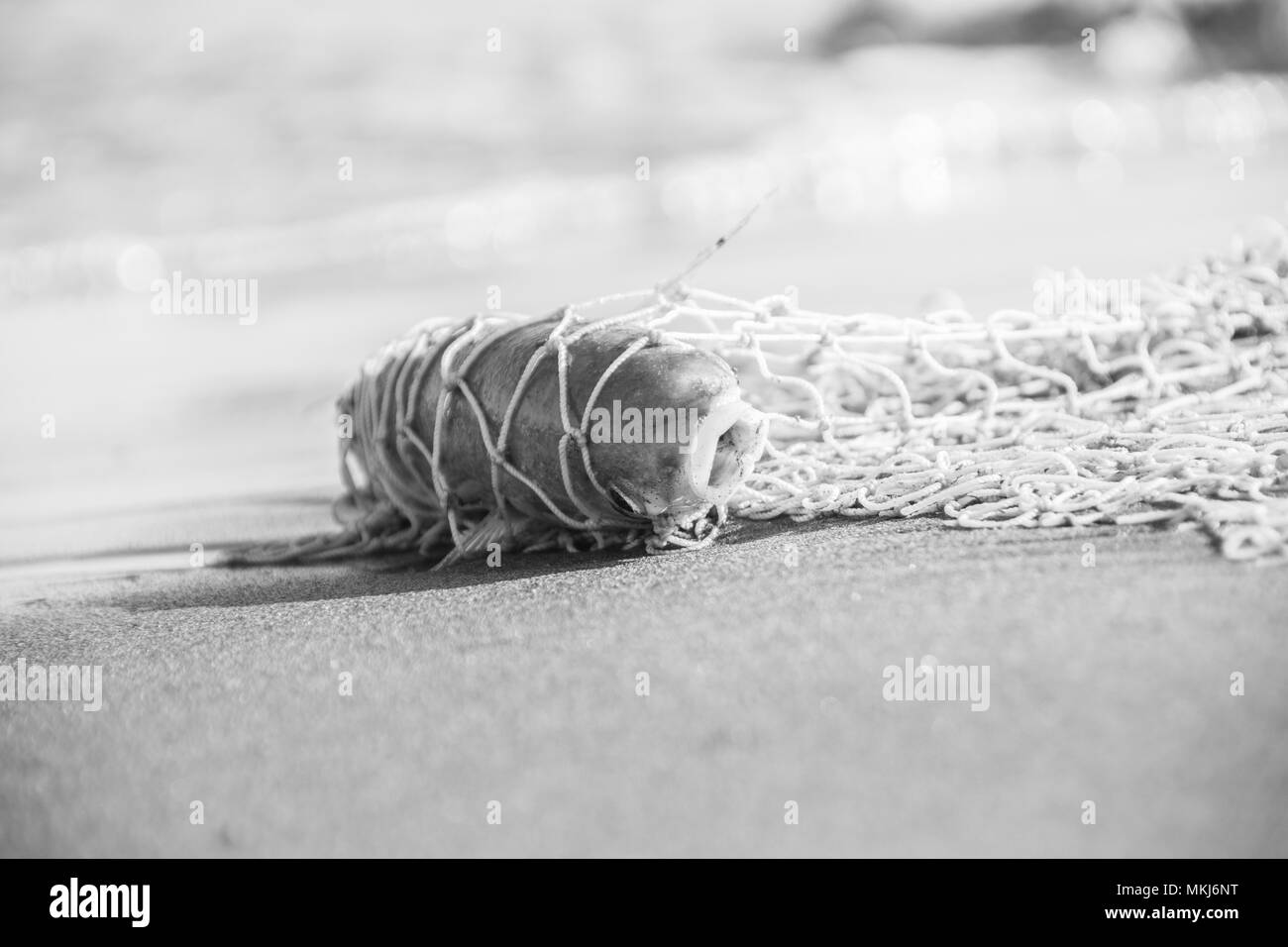 Dead effect hi-res stock photography and images - Alamy